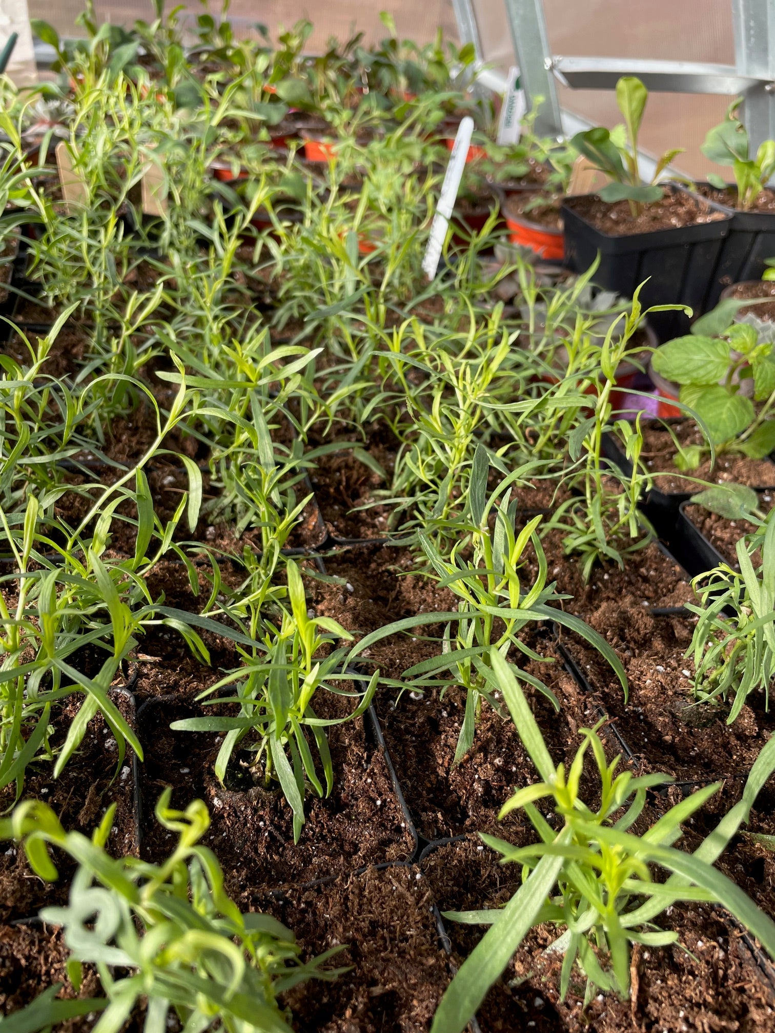 Plants – Wild Raven Farm